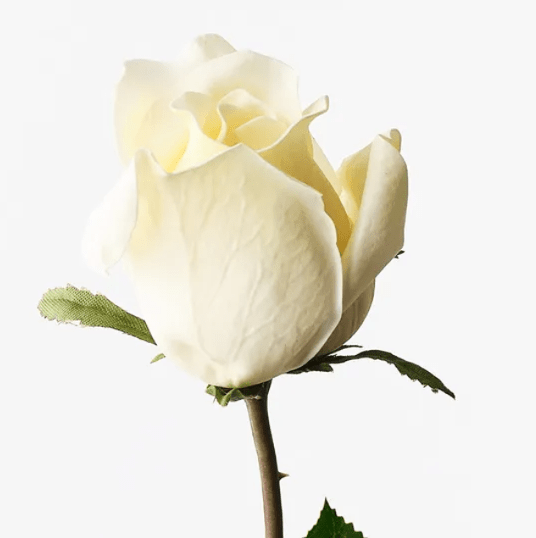 Celine Rose Bud – Esperance Luxe Floral & Home Co.