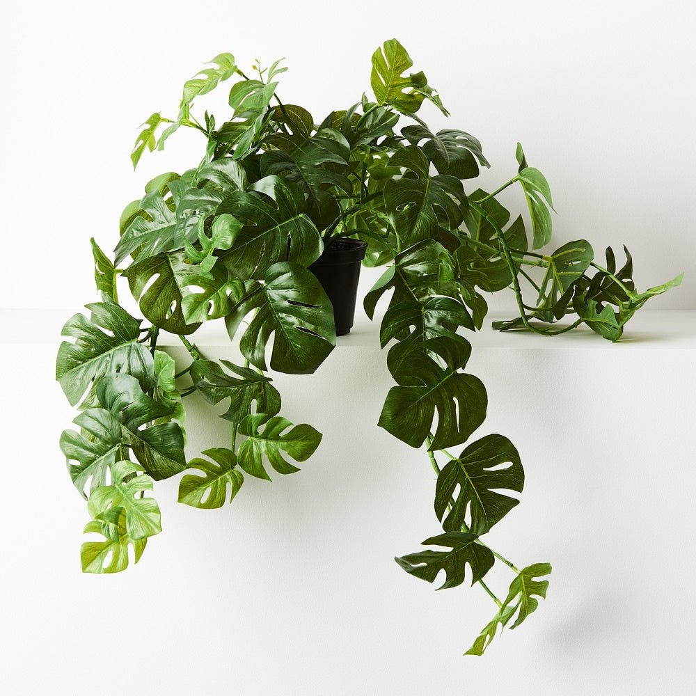 Monstera Hanging Bush in Pot – Esperance Luxe Floral & Home Co.