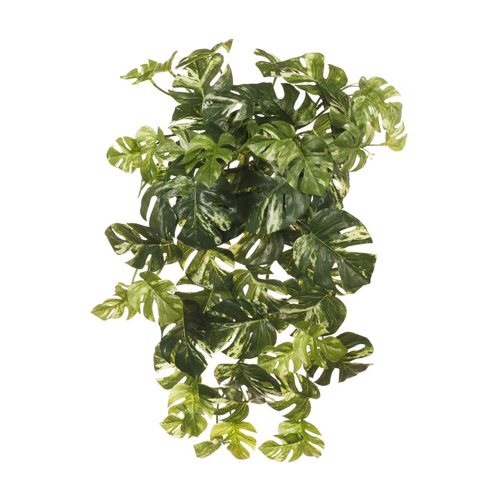 Monstera Hanging Plant Varigated – Esperance Luxe Floral & Home Co.