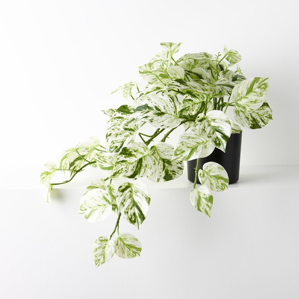 Pothos Marble Queen Hanging Bush in Pot – Esperance Luxe Floral & Home Co.
