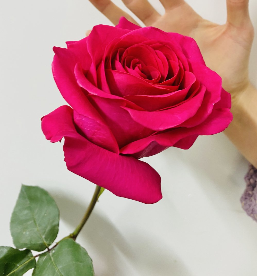 Single Rose – Esperance Luxe Floral & Home Co.